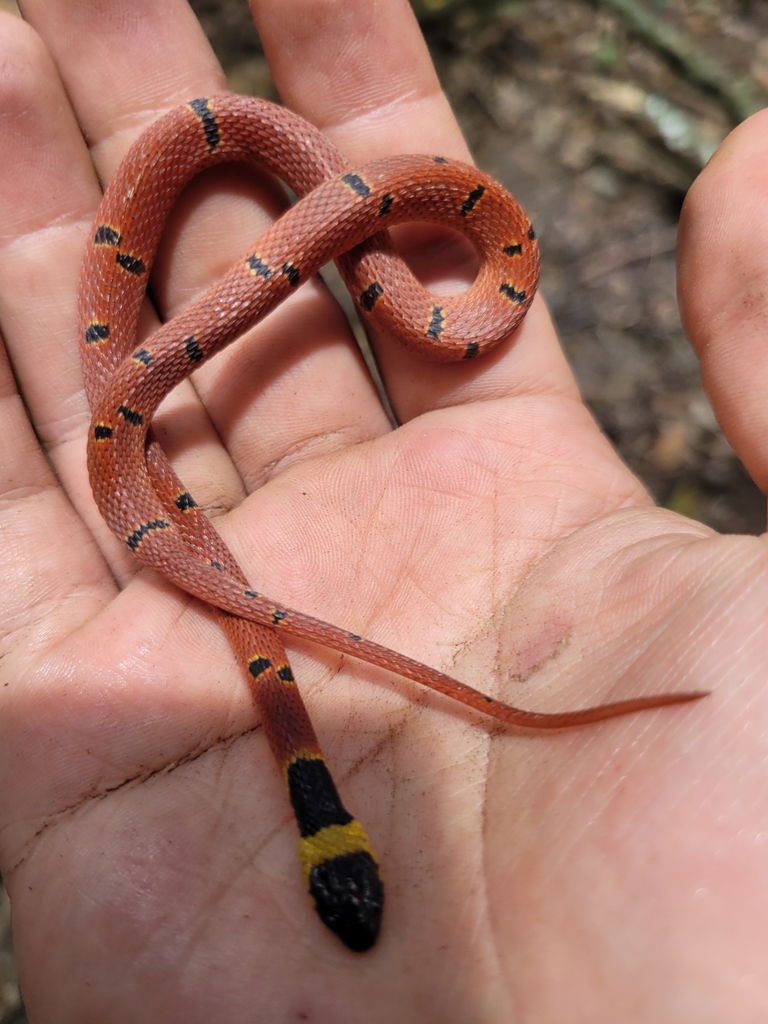 Red Coffee Snake from San Juan Lalana, Oax., México on August 01, 2022 ...