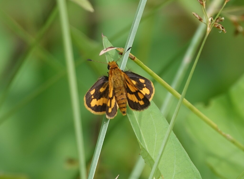 Veined Grass Dart from Abra de Ilog, Occidental Mindoro, Philippines on ...