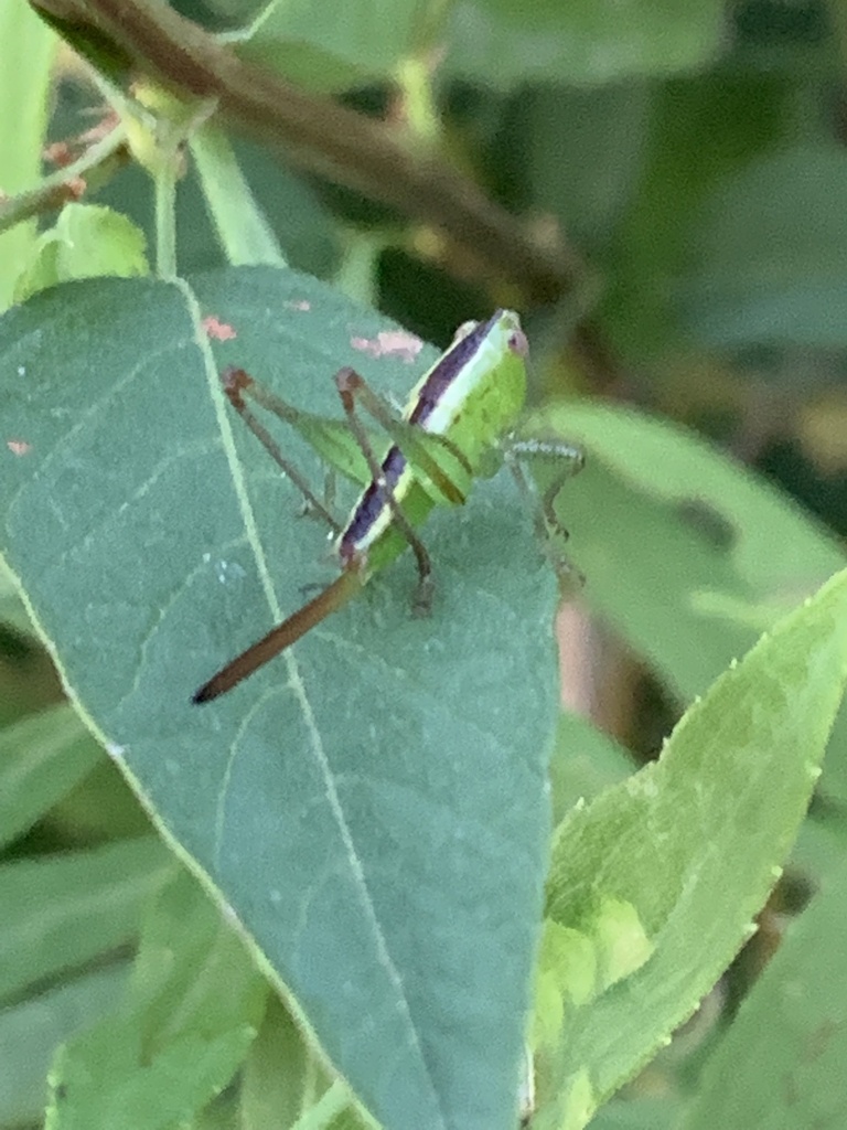 Short-winged Meadow Katydid from Millennium Park, Walker, MI, US on ...