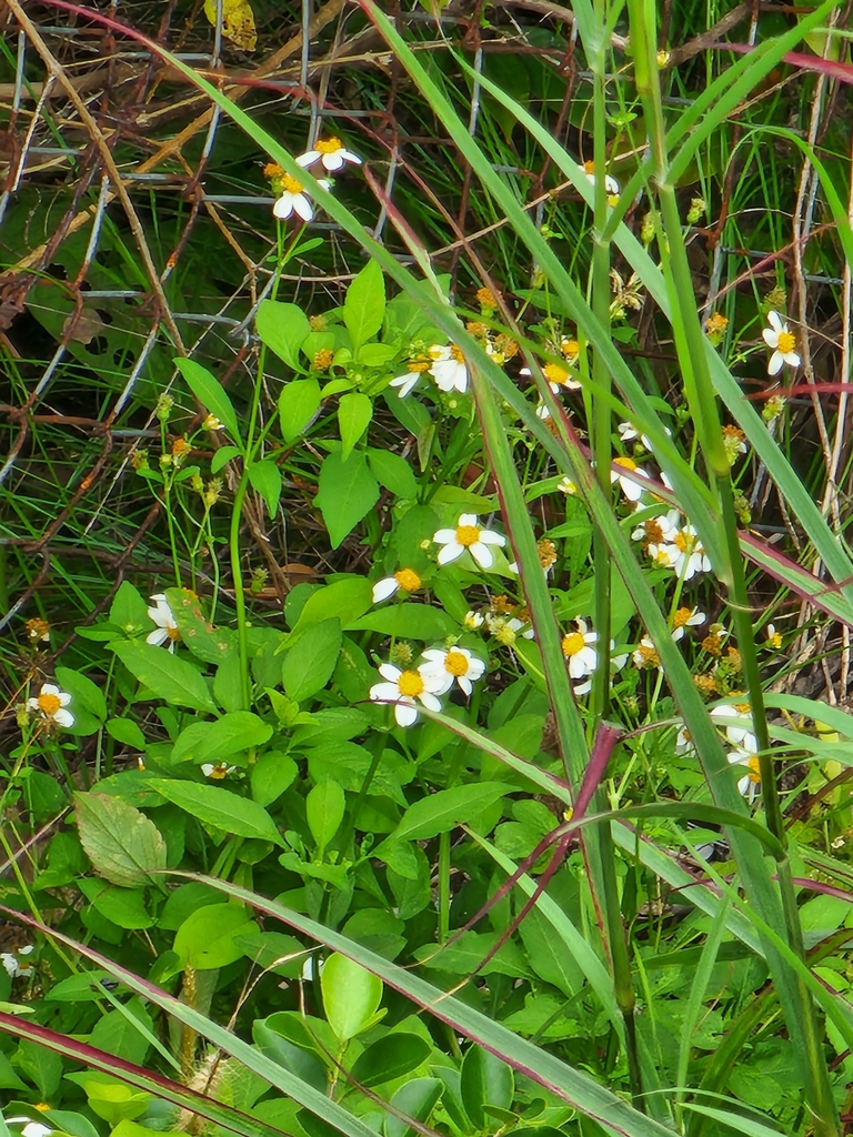 Hairy Beggarticks from Ko Pha-ngan Sub-district, Ko Pha-ngan District ...