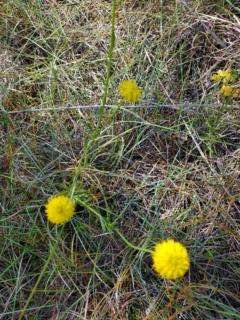 Yellow milkwort from Abacoa, Jupiter, FL, USA on July 31, 2022 at 04:00 ...