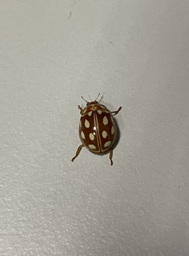 Calvia shirozui in August 2022 by 許多 · iNaturalist