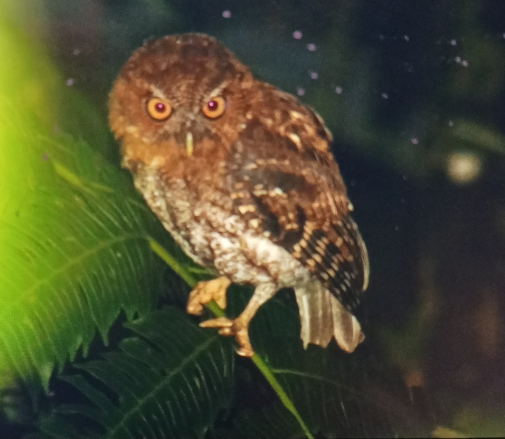 Puerto Rican Owl from Muñoz Rivera, Patillas 00723, Puerto Rico on ...