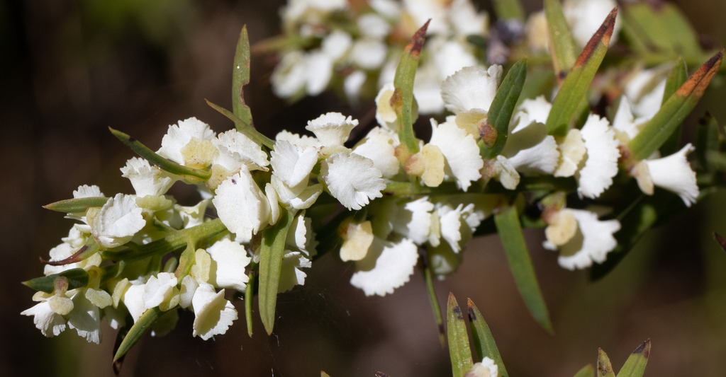 Cypress Flower Gall Midge from Milton, FL, USA on August 07, 2022 at 11 ...