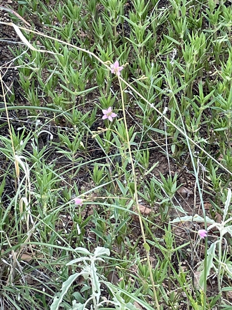 Trailing Rhatany from Sierra Vista Southeast, AZ, USA on August 4, 2022 ...