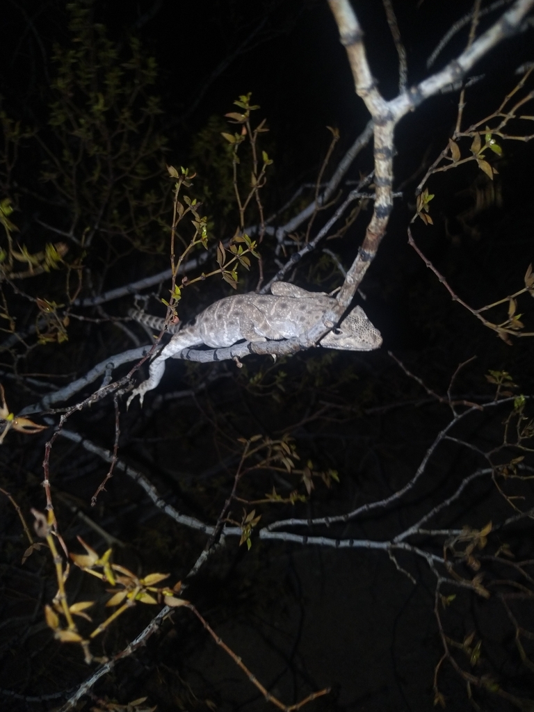 Long-nosed Leopard Lizard from Yuma County, Arizona, Spojené státy ...