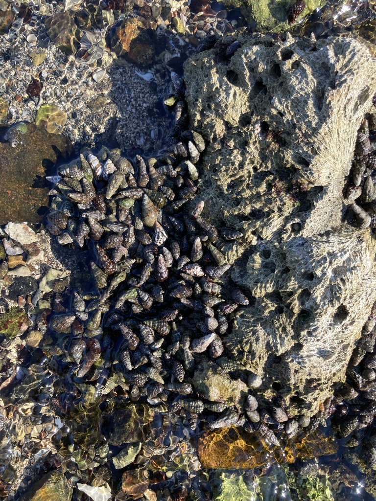 Zoned Horned Shell from Penghu, Taiwan, Taiwan on July 27, 2022 at 03: ...