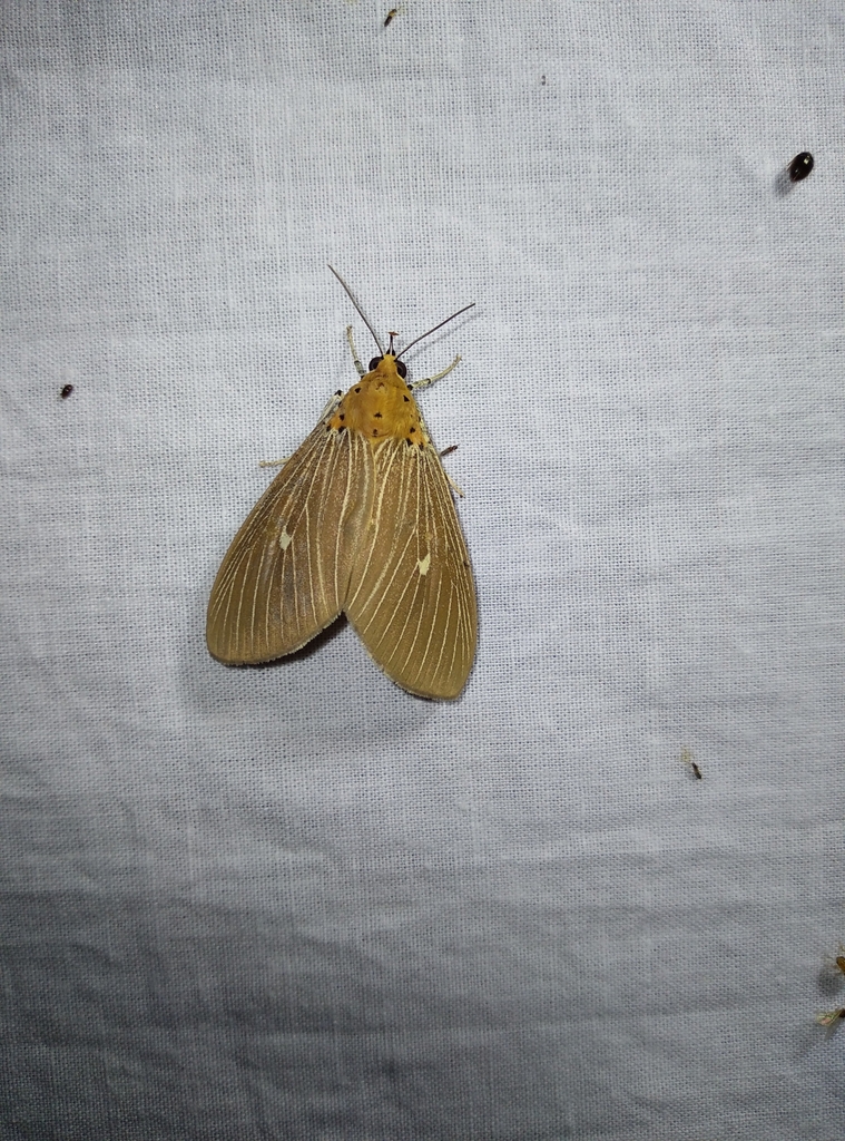 Tropical Tiger Moth from Banabitan Biodiversity Park on July 28, 2022 ...