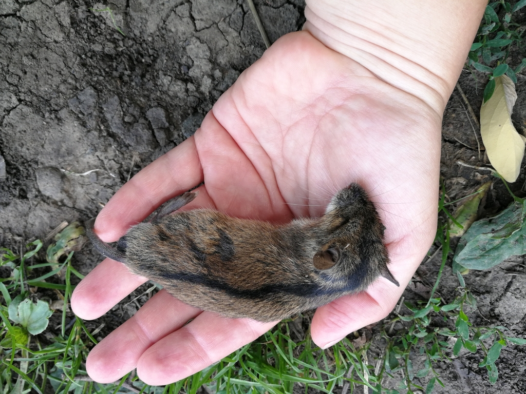 Striped Field Mouse from Jimbor, Romania on August 8, 2022 at 12:59 PM ...