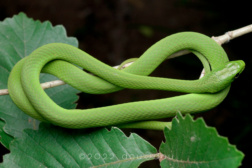 Chinese Green Snake from 中国江苏省南京市江宁区汤山 on August 5, 2022 at 08:34 PM by ...