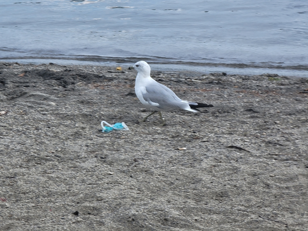 Ring-billed Gull from Westmore, VT, USA on August 07, 2022 at 05:42 PM ...