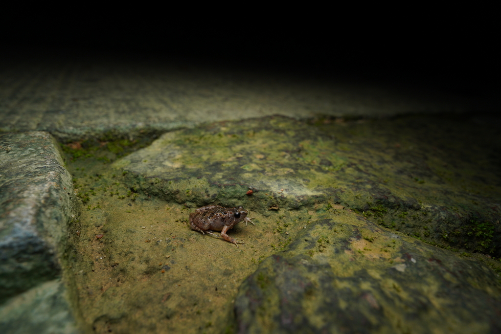 Tubercled Pygmy Frog in August 2022 by Wu Mago · iNaturalist