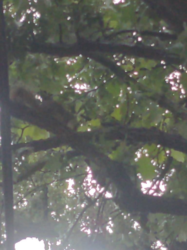 Eastern Gray Squirrel from Oshkosh, WI 54901, USA on August 08, 2022 at ...