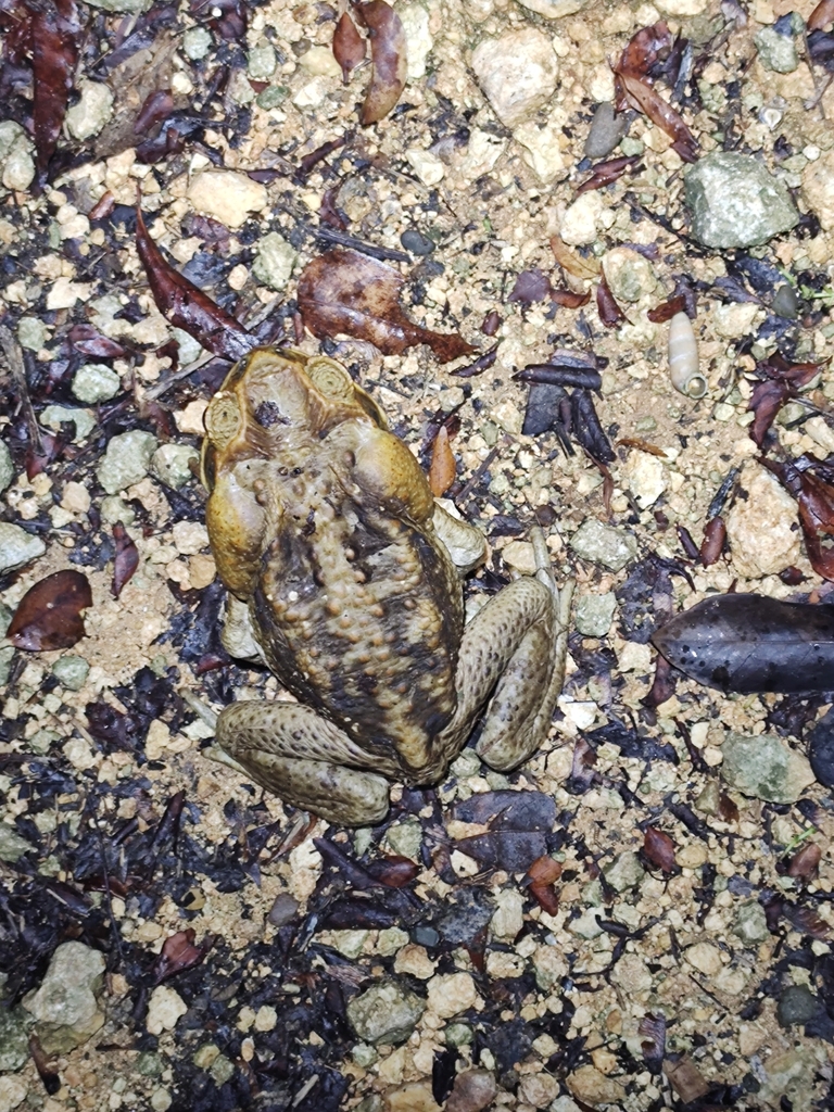 Cane Toad from FC23+X59 Bosque Estatal de Cambalache, 00652, Puerto ...
