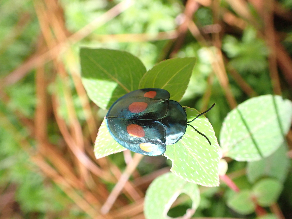 Stolas lebasii from HM7W+74Q, Corinto, Honduras on July 21, 2022 at 09: ...