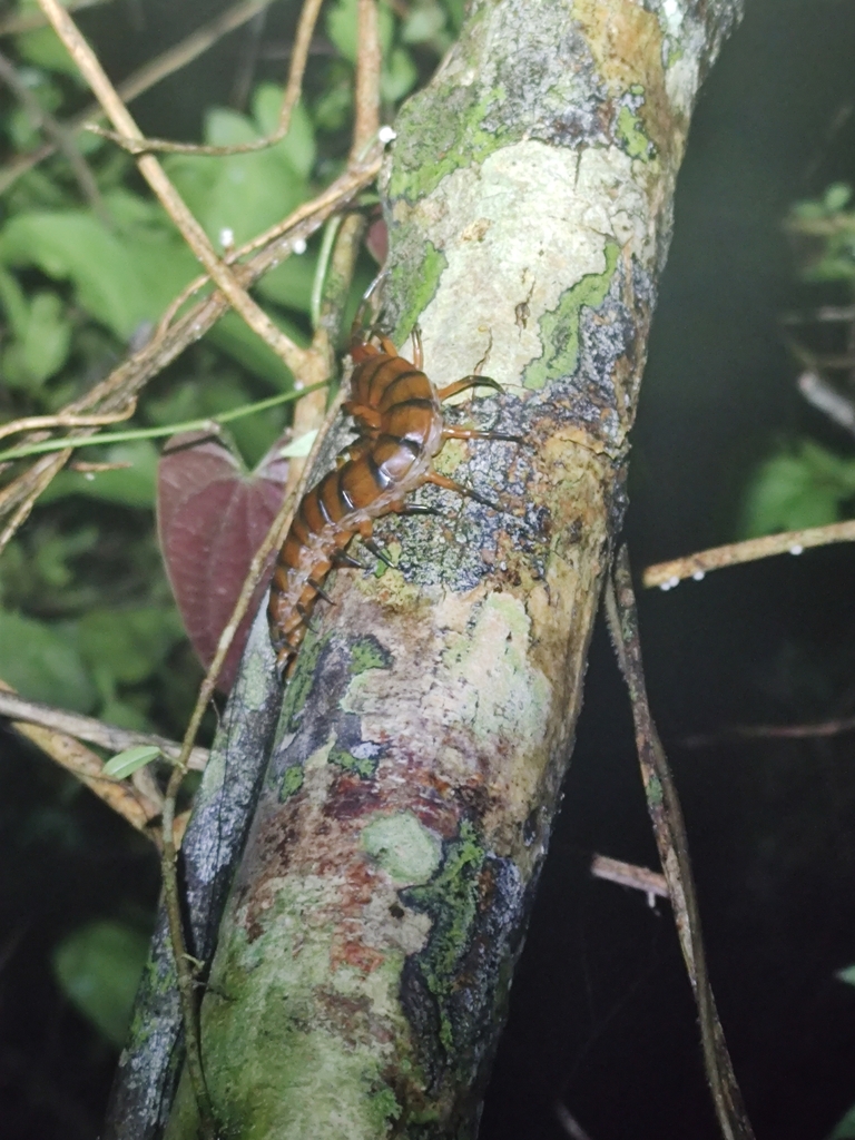 Caribbean Giant Centipede from FC23+X59 Bosque Estatal de Cambalache ...