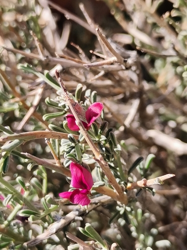 Tanqua Indigo (Indigofera tanquana) · iNaturalist