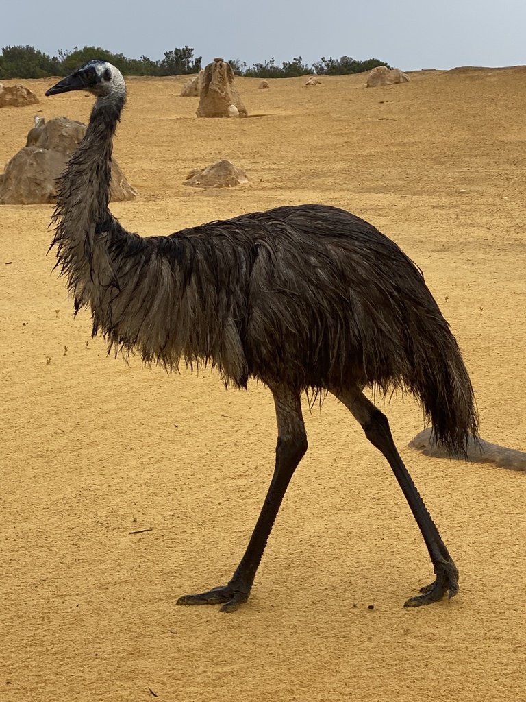 Emu from Nambung National Park, Nambung, WA, AU on August 08, 2022 at ...