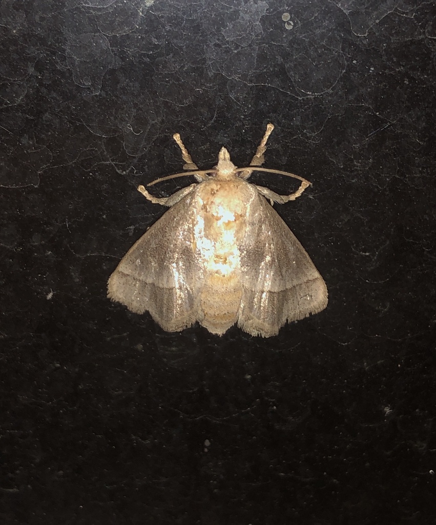 Thosea sinensis from 七宝, 上海市, CN on August 8, 2022 at 09:20 PM by Ben ...