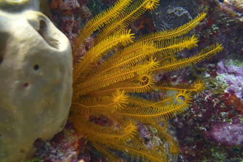 Genus Davidaster · iNaturalist