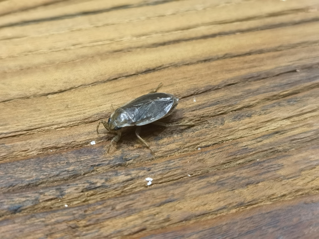 Diplonychus from Honghe Hani and Yi, CN-YN, CN on August 08, 2022 at 08 ...