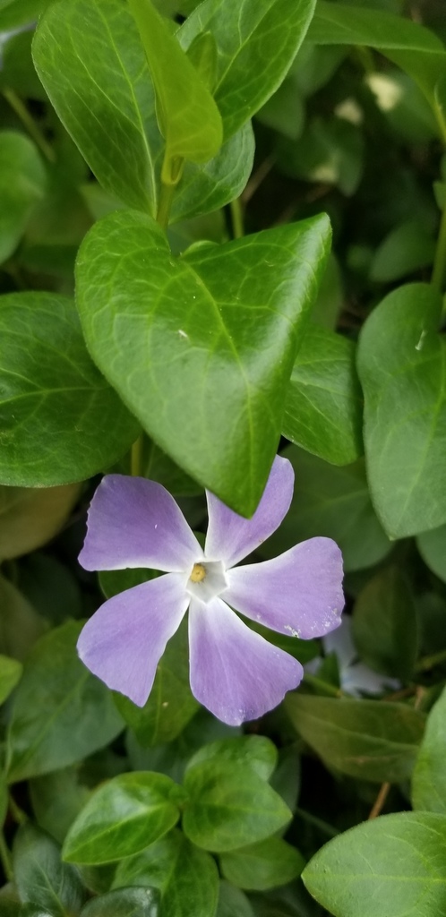 greater periwinkle from Ocuilan, México, Mexico on July 13, 2018 at 11: ...