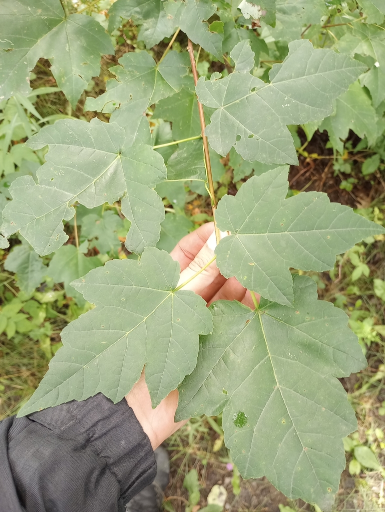 red maple from Québec, QC G1X 4B5, Canada on August 08, 2022 at 10:45 ...