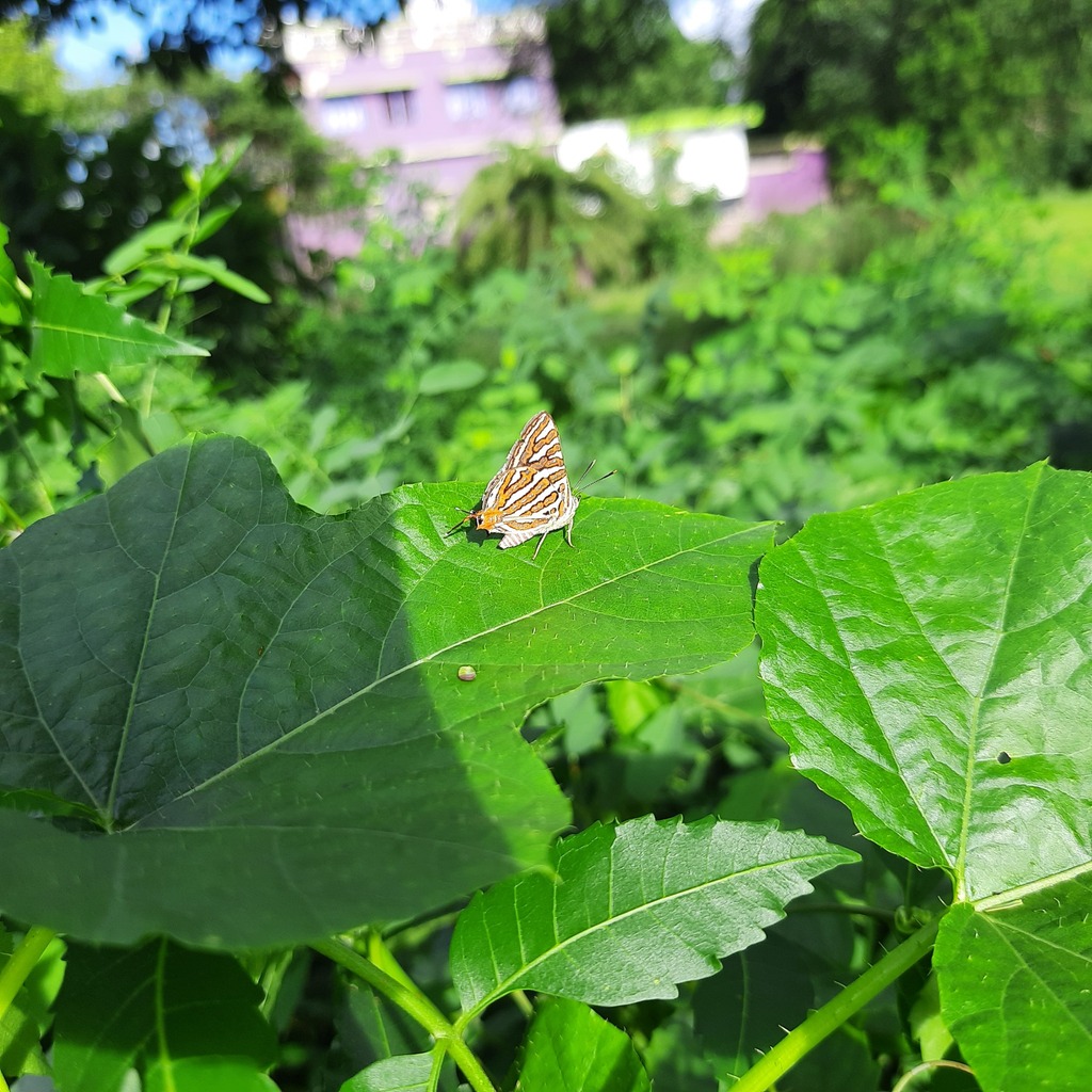 Common Silverline from Porra, West Bengal 712407, India on August 07 ...