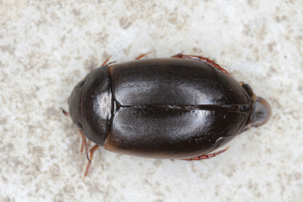 Agabus from Bezirk Spittal an der Drau, Österreich on July 30, 2022 by bettyglatzhofer. BG_00481 ...