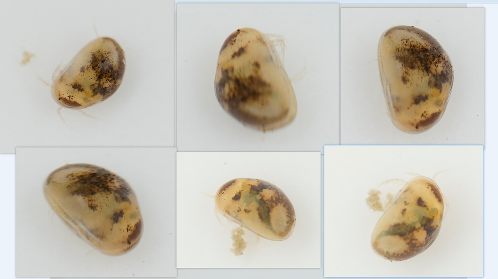 Podocopida in August 2022 by newrookie · iNaturalist