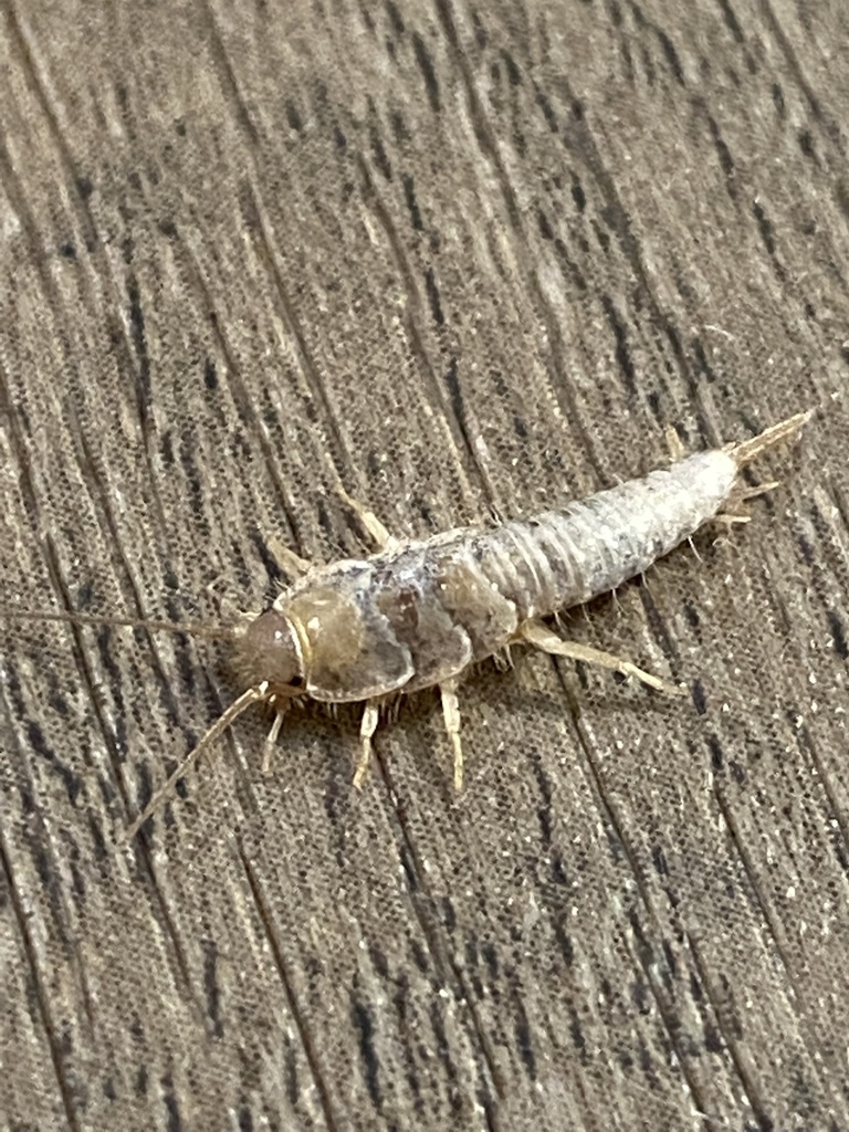 Long-tailed Silverfish from Comal River Loop, Spring, TX, US on August ...