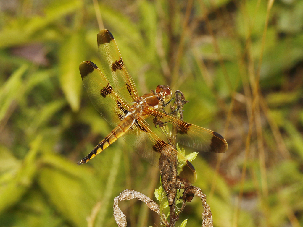 Painted Skimmer from Long and Winding Road, Parry Sound District ...