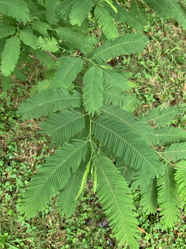 fern-leaf acacia from Grand Sirenis, Grand Sirenis, Quintana Roo, MX on ...