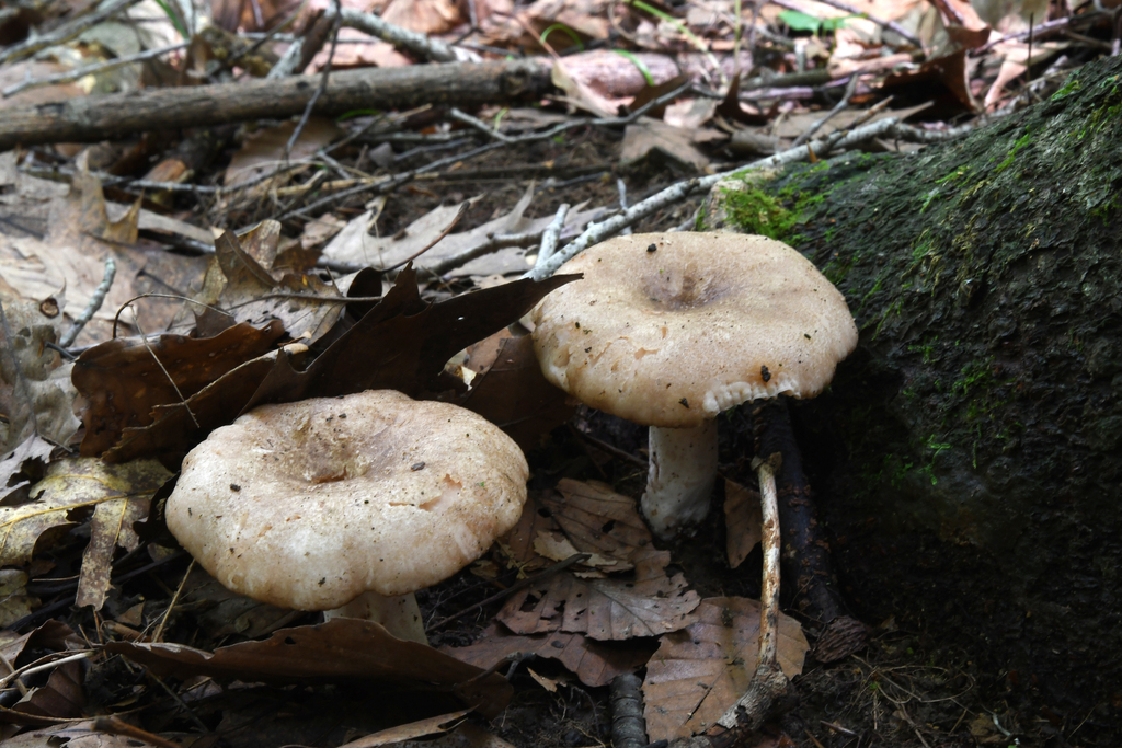 Russula eccentrica in August 2022 by Michele Bland Pollock · iNaturalist