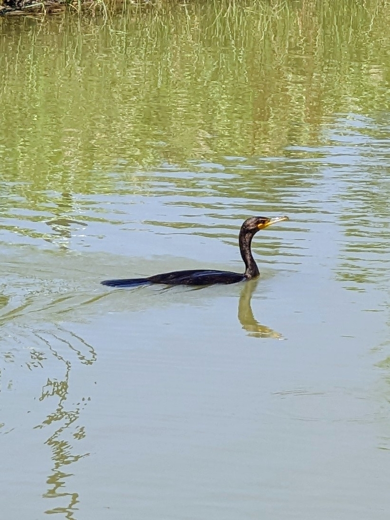 Double-crested Cormorant from Windsor, CO 80528, USA on August 08, 2022 ...