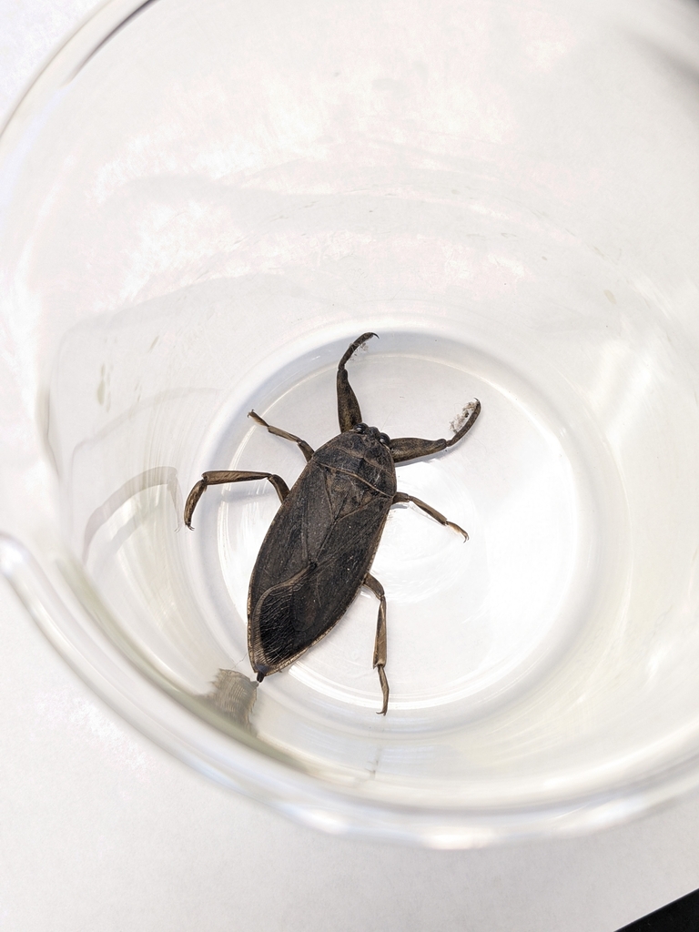 American Giant Water Bug from Goldendale, WA 98620, USA on August 8 ...