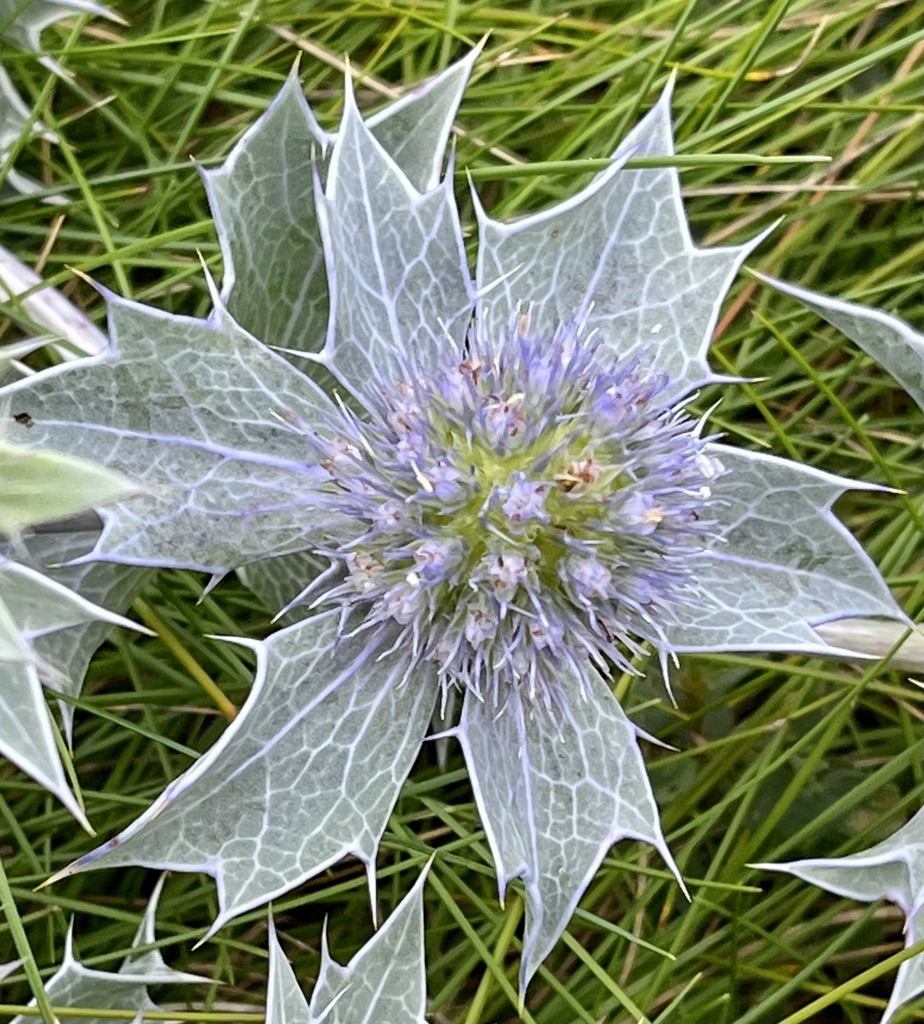 Sea Holly from Walney Island, Barrow-In-Furness, England, GB on August ...