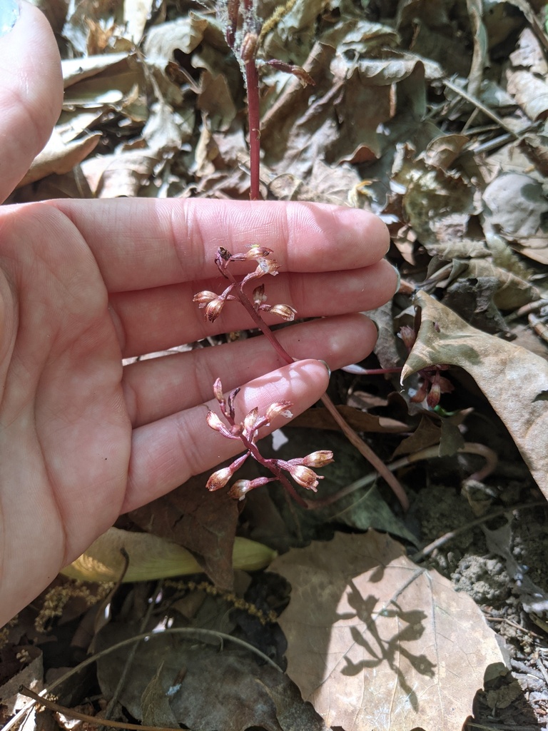 Spring Coralroot in May 2021 by Clara Thiel · iNaturalist