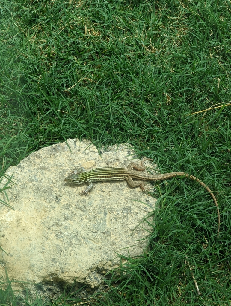 Common Spotted Whiptail from Dripping Springs, TX 78620, USA on August ...