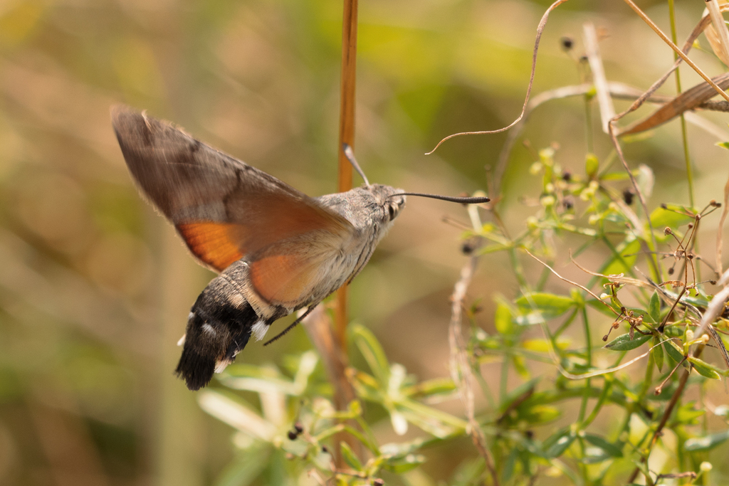 Eurasian Hummingbird Hawkmoth From 82319 Starnberg Germany On August 5 Eurasian Hummingbird Hawkmoth From 82319 Starnberg Germany On August 5
