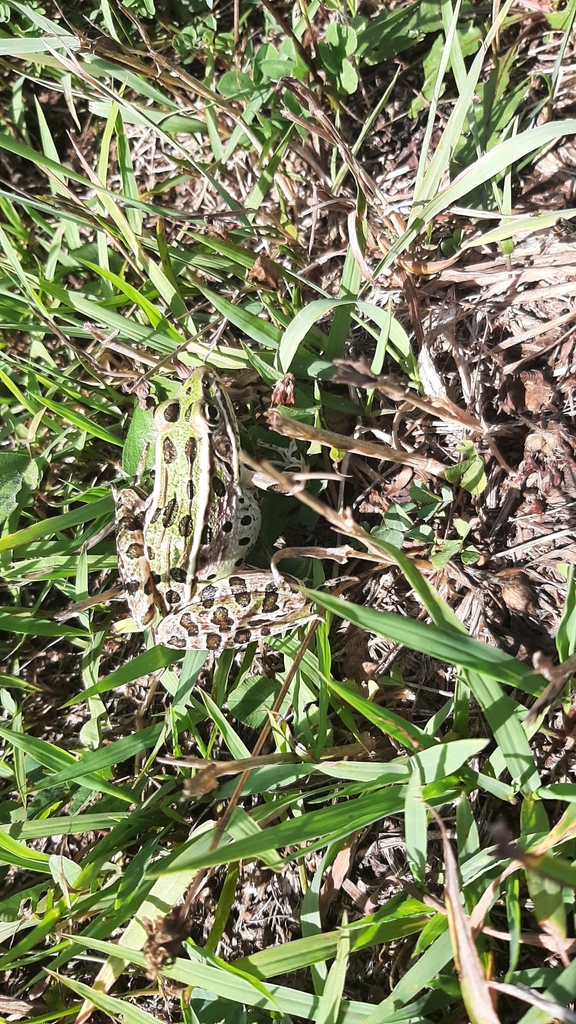 Northern Leopard Frog from Farmington, WI, USA on August 08, 2022 at 03 ...