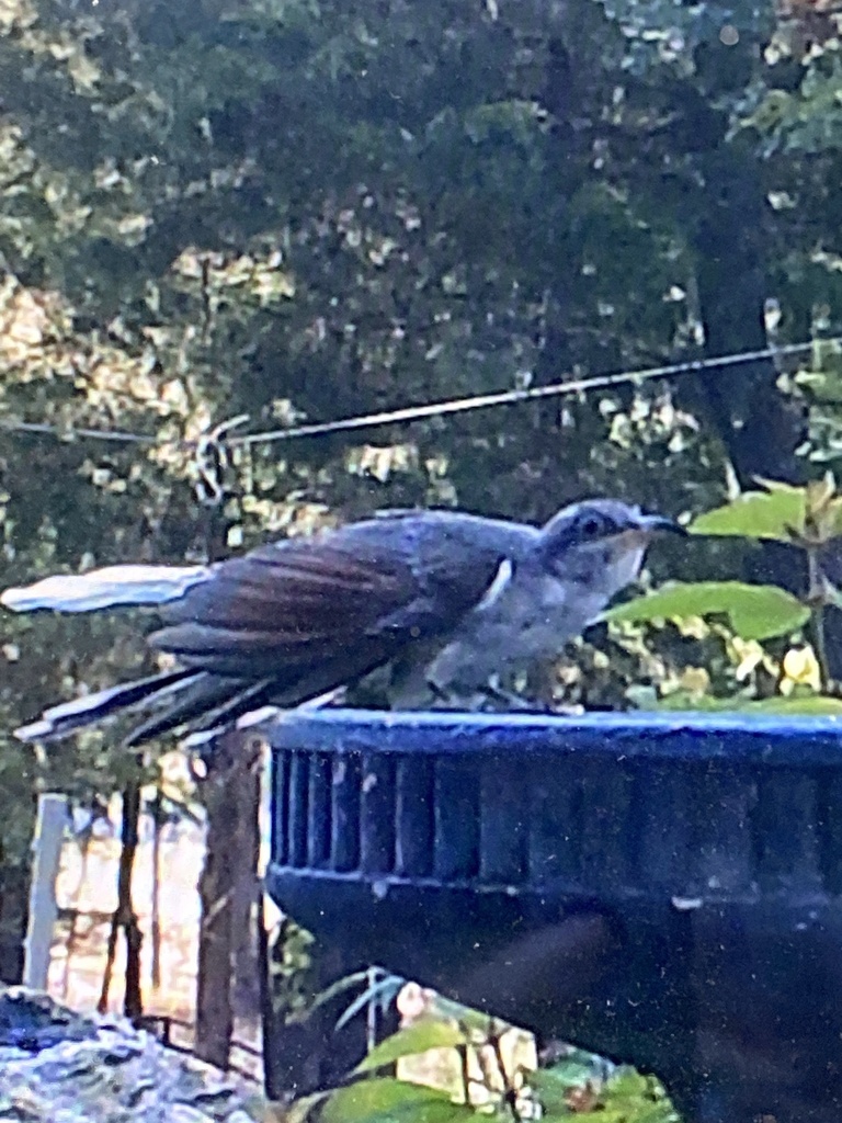 Yellow-billed Cuckoo from Peninsula Dr, Grapevine, TX, US on August 08 ...