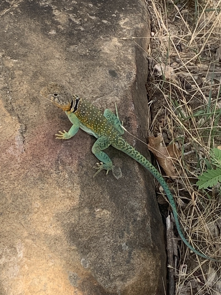 Eastern Collared Lizard from Tulsa, OK, US on August 8, 2022 at 12:15 ...