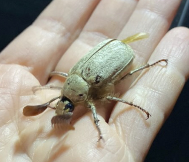 Polyphylla alba from Чёрное море, Крым, RU on August 9, 2022 at 12:03 ...