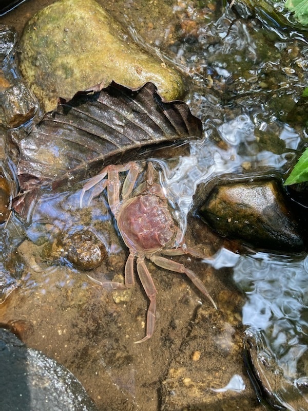 Chinese Mitten Crab from Marshlands Conservancy, Rye, NY, US on August ...