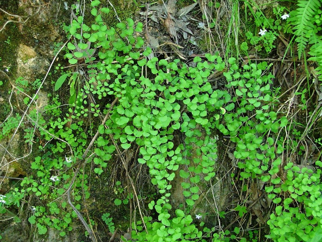 California Maidenhair Fern (Ferns and Fern Allies of Bouverie Preserve ...