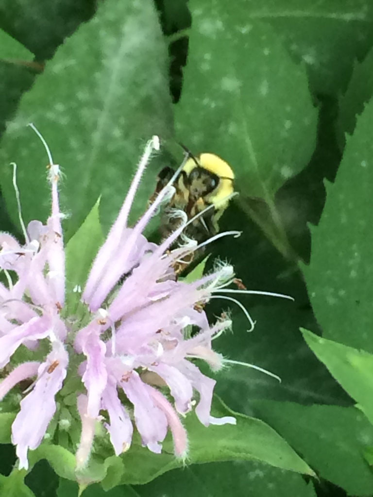 Pyrobombus from 1931 Bel Air Dr, Ames, IA, US on July 27, 2018 at 07:41 ...