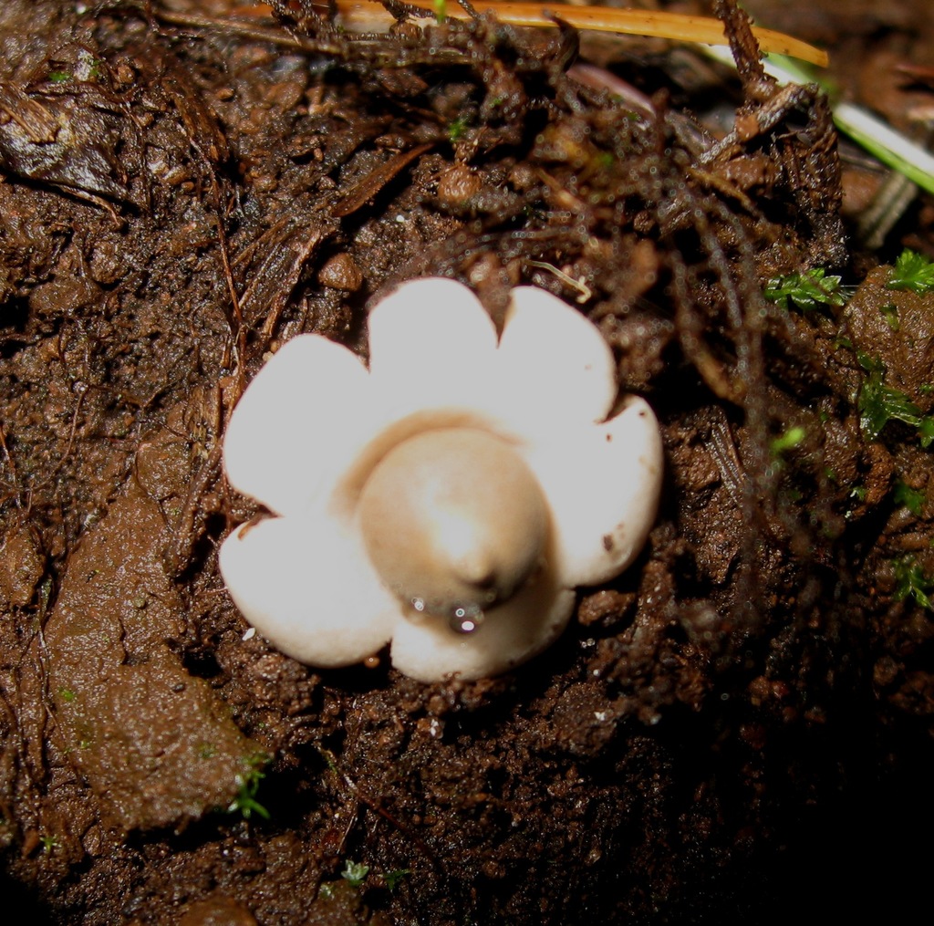 Earth Stars (Common Fungi of Bouverie Preserve of ACR) · iNaturalist
