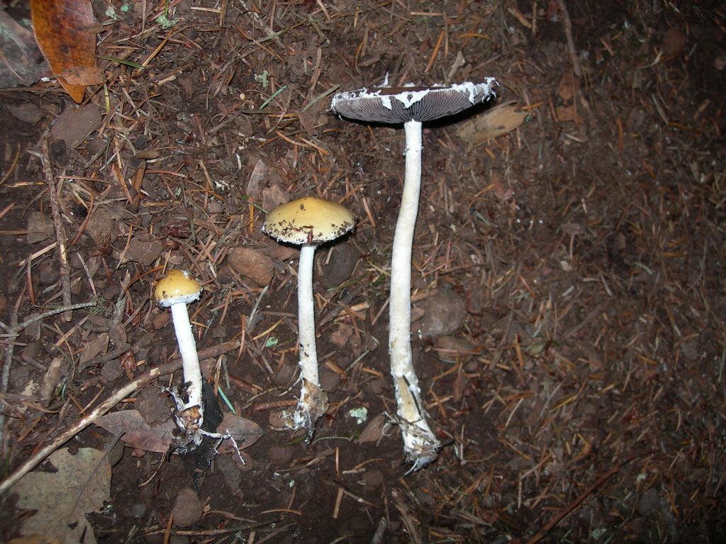 Questionable Stropharia (Common Fungi of Bouverie Preserve of ACR ...