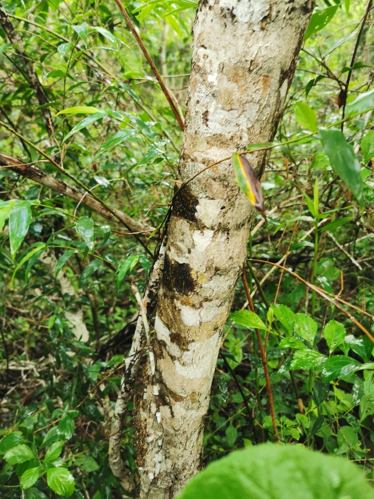 Caribbean Princewood from Hoctún on July 9, 2022 at 09:13 AM by Luis ...